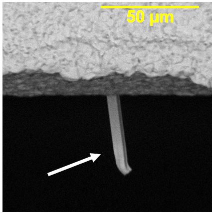 Lead Free Solder Analysis - SEM Lab Inc.