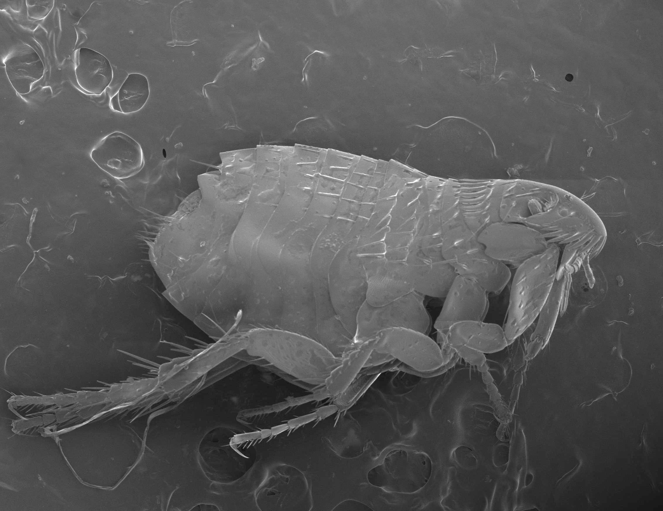 flea3 - SEM Lab Inc.