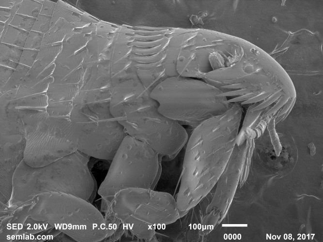 Optical vs SEM Imaging - SEM Lab Inc.