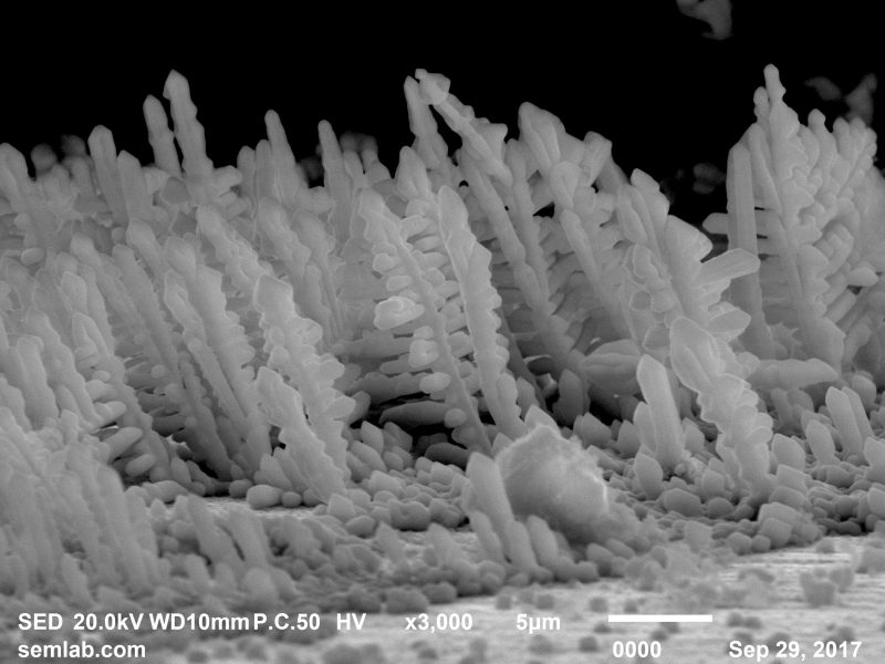 Pb Dendrites - SEM Lab Inc.