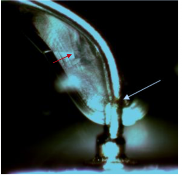 LED Bond Wire Break - SEM Lab Inc.
